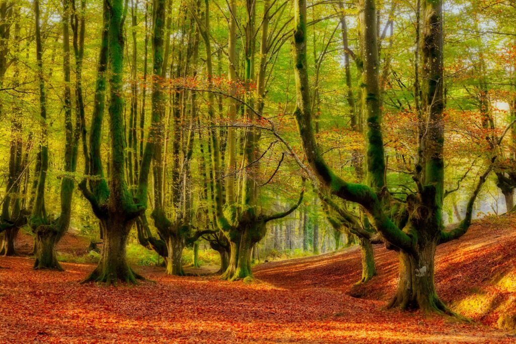 Cette forêt du Pays Basque est la plus belle d'Espagne - Prendre soin ...